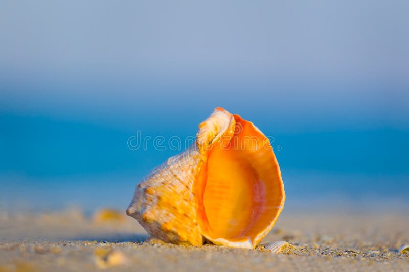 Marine Shell Lie on Sandy Sea Beach Stock Image - Image of design ...