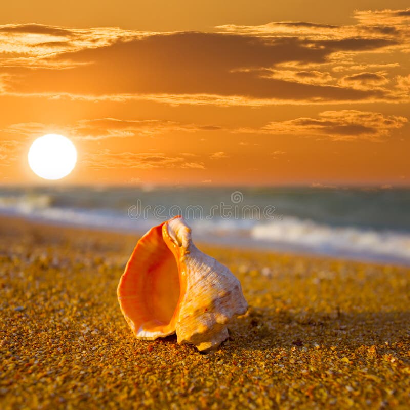 Marine Shell on Sandy Sea Beach at the Sunset Stock Image - Image of ...