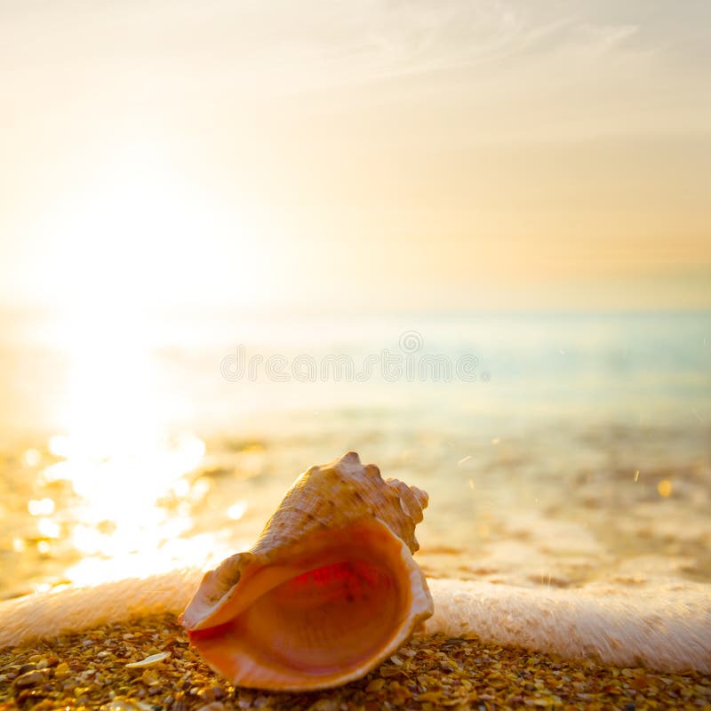 Marine Shell on Sandy Sea Beach at the Sunset Stock Image - Image of ...