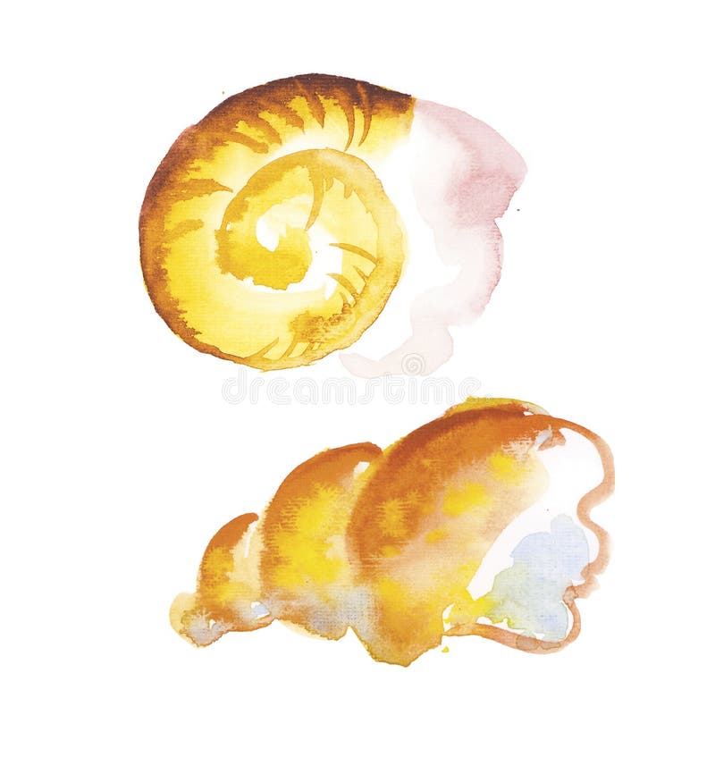 Marine shell watercolor stock illustration. Illustration of withe ...