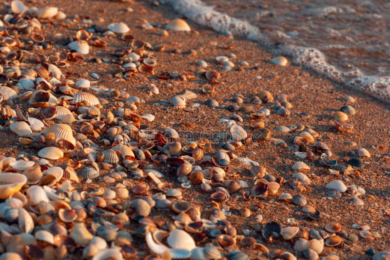 Marine Shells on the Beach with Small Sea Wave during Sunset Lights ...