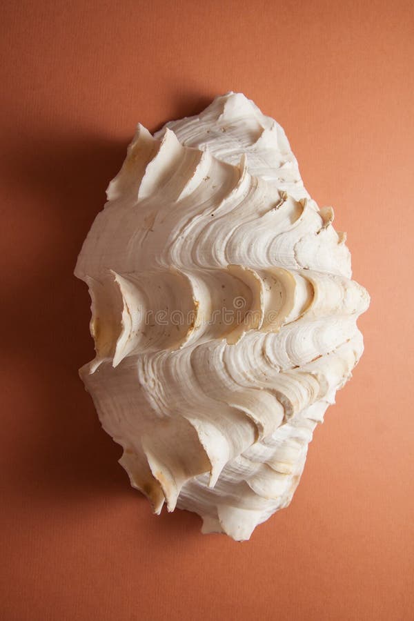 Marine shells with beads stock photo. Image of hygiene - 70467262