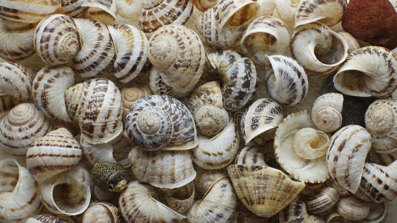 Marine shells stock photo. Image of biology, rock, conch - 58174830