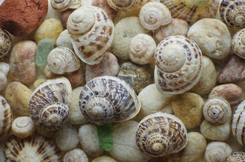 Marine shells stock photo. Image of animals, backgrounds - 58175160