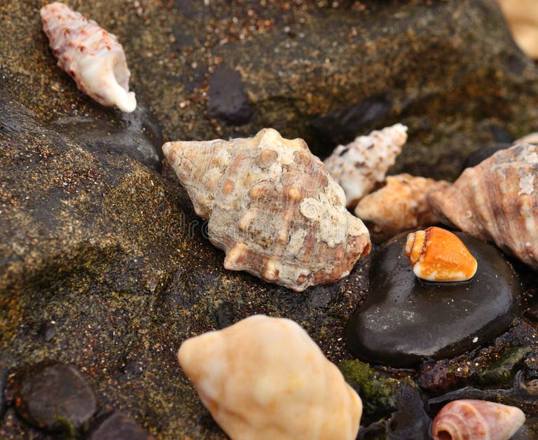Marine shells on the rocks stock photo. Image of conches - 55029792