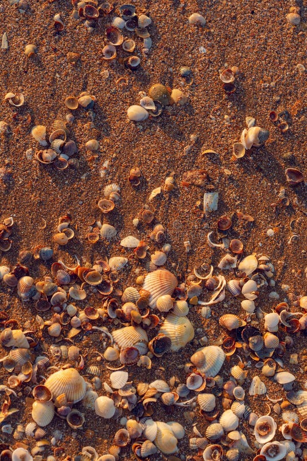 Marine Shells on the Sand Beach Lying Near the Water Stock Photo ...