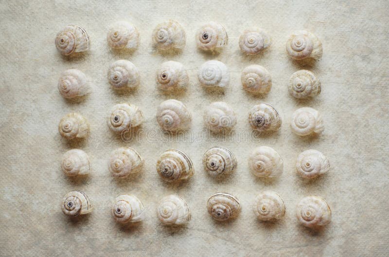 Marine shells stock photo. Image of conch, swirl, nature - 58175060