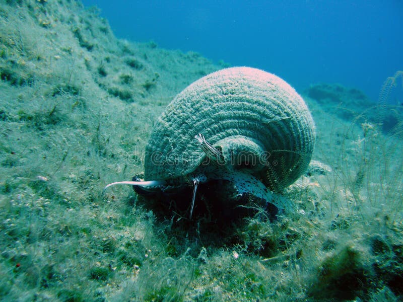 Marine snail stock image. Image of diving, dives, fish - 6416355