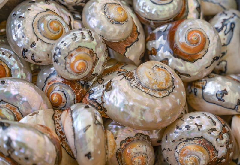 Marine snail shells stock image. Image of lots, pearlescence - 273600011