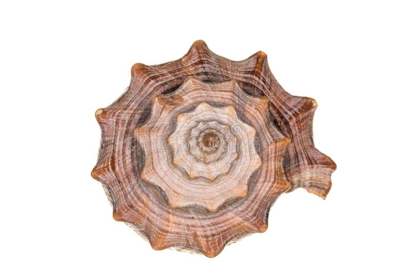 Marine stock photo. Image of beach, seashell, object - 45531256