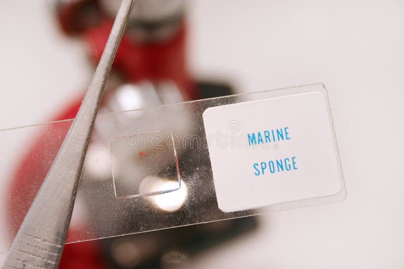 Marine sponge stock image. Image of anatomy, microorgansm - 138175