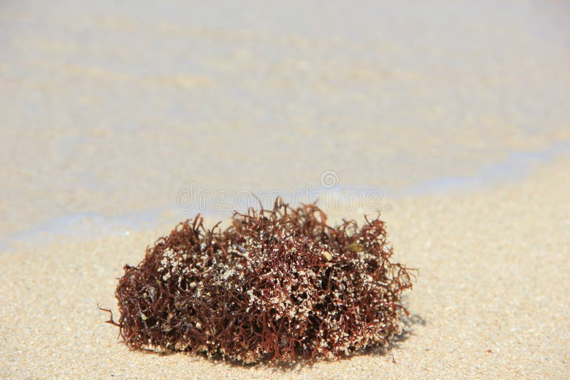Marine sponge stock photo. Image of water, marine, sponge - 23255942