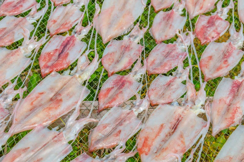 Marine Squid Drying by the Sunlight Stock Image - Image of octopus ...