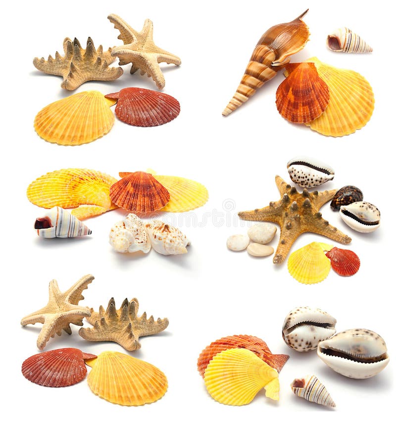 Marine still-life stock photo. Image of still, color - 19946970