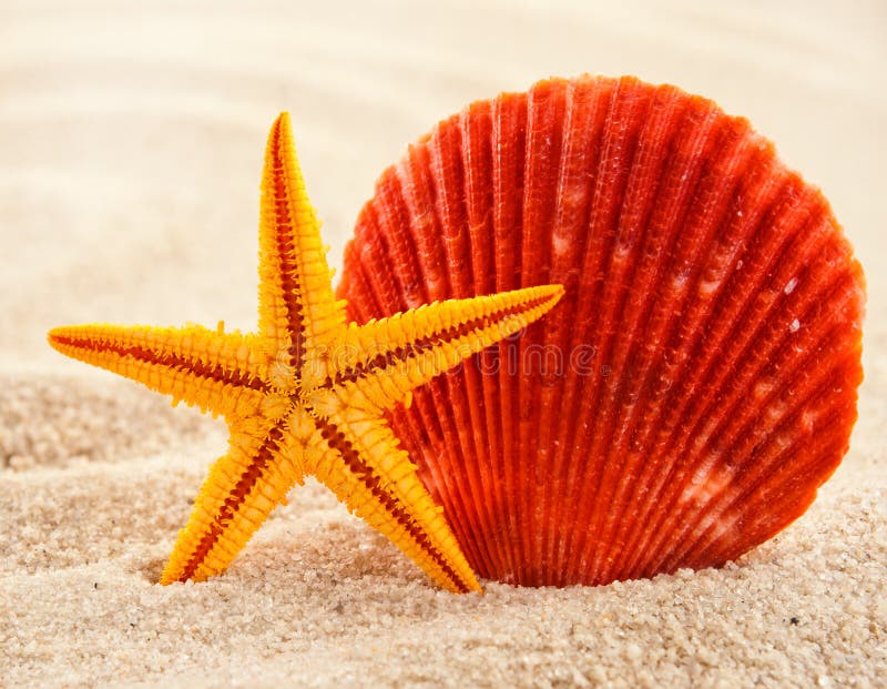 Marine still life. stock image. Image of life, marine - 22916823