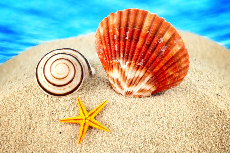 Marine still life. stock photo. Image of scallop, scene - 24030176
