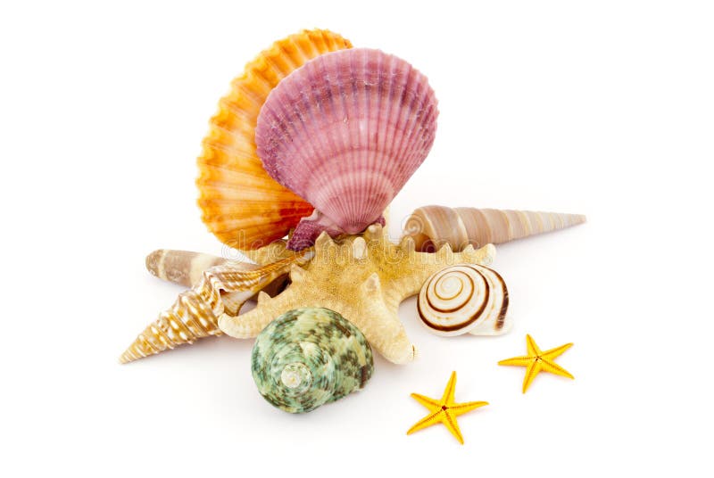 Marine still life. stock photo. Image of nature, design - 24628120