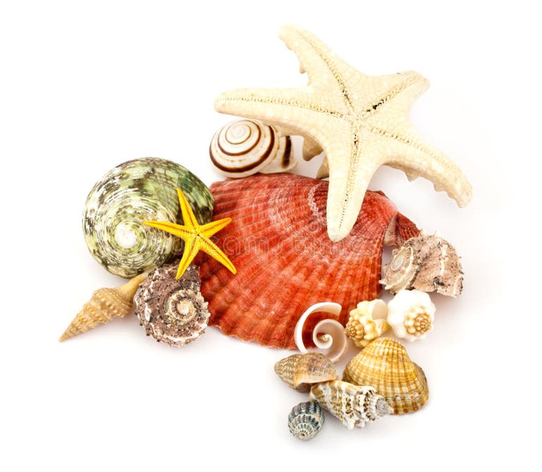 Marine still life. stock image. Image of collection, colorful - 24628141