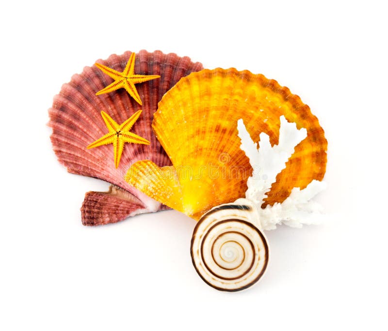 Marine still life. stock image. Image of conch, colorful - 24628153