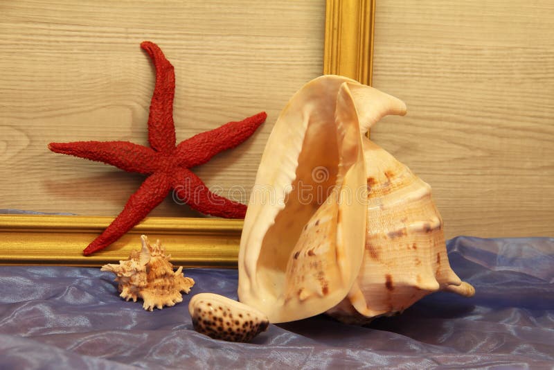 Marine still life stock image. Image of marine, wooden - 71403931