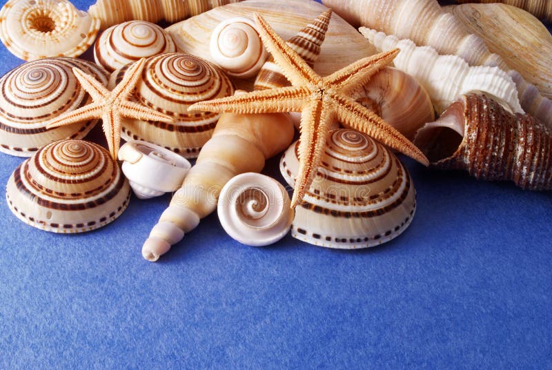 Colorful Underwater Marine Life in a Reef Stock Image - Image of ...