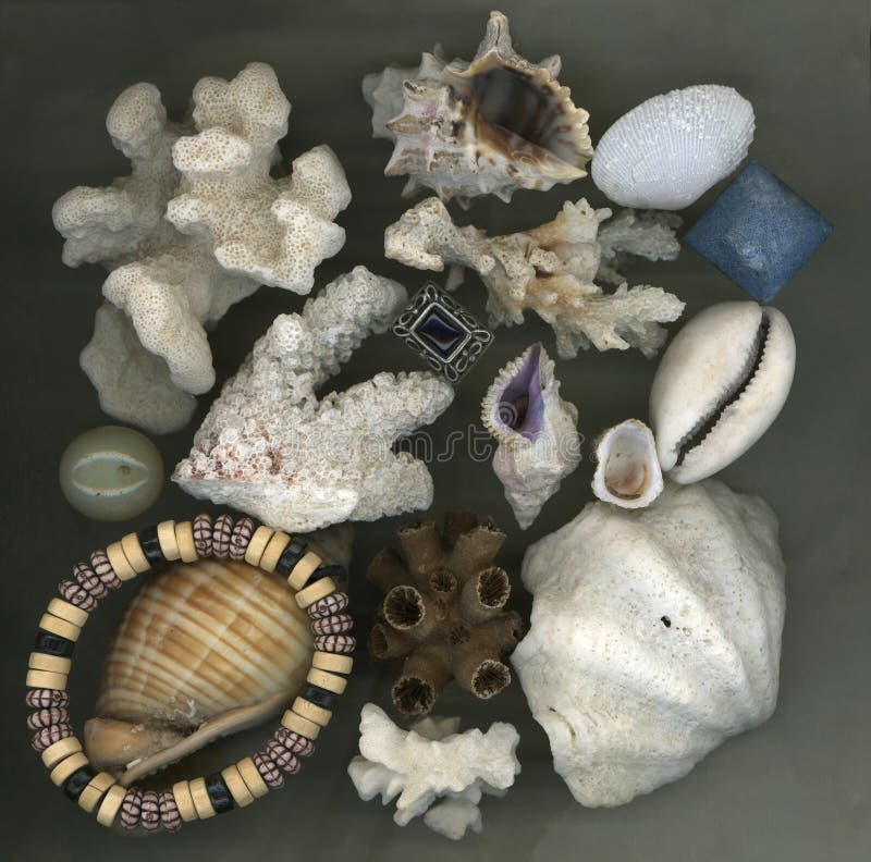 Marine still-life stock image. Image of detail, colors - 59423227