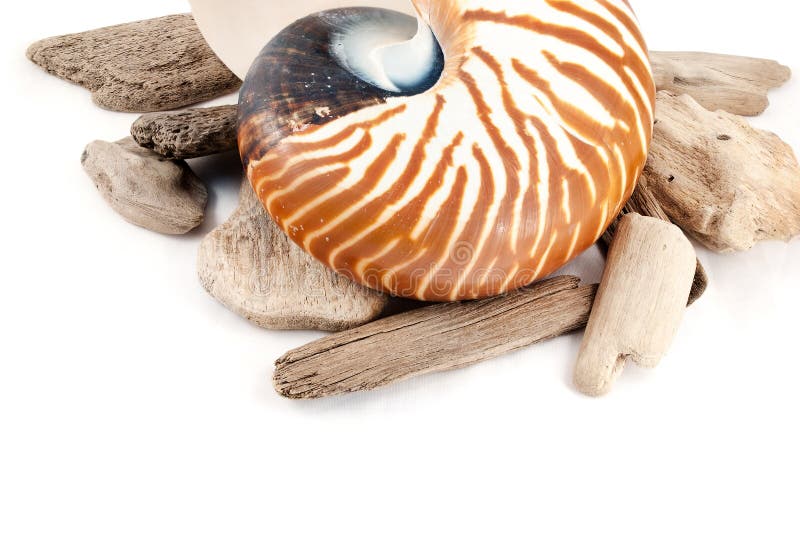 Marine still life. stock photo. Image of life, summer - 32066740