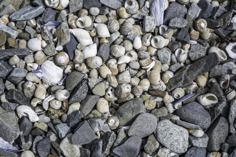 Marine Symphony: Exploring the World of Rocks and Barnacles Stock Photo ...