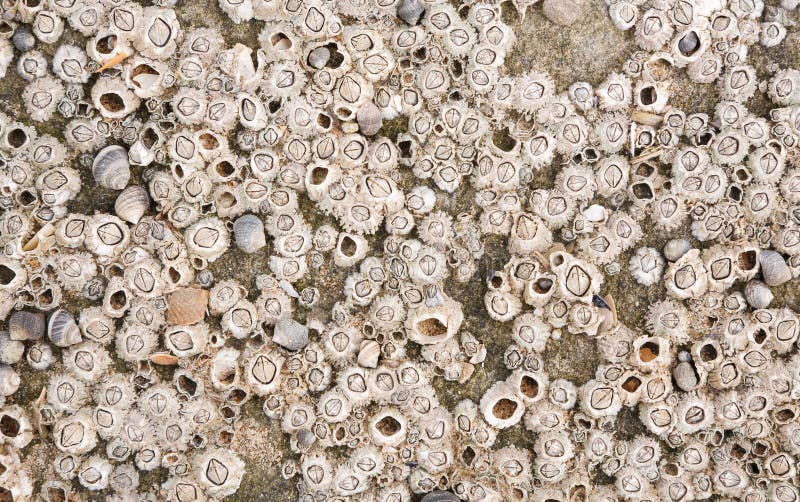 Marine texture stock image. Image of animals, balanomorpha - 24067689