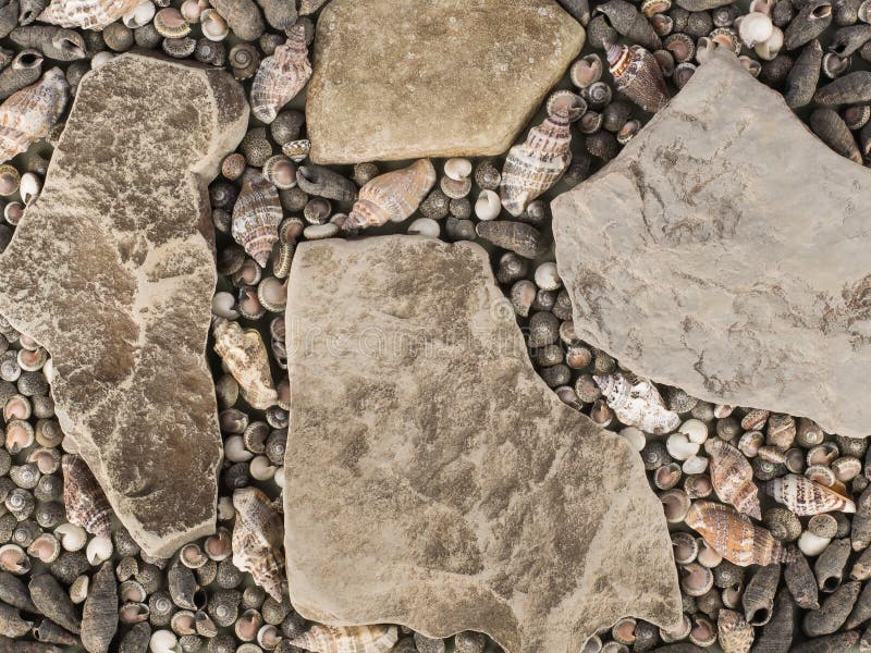 Grey Seashells on Grey Sand Stock Image - Image of tropical, sandy: 1748857