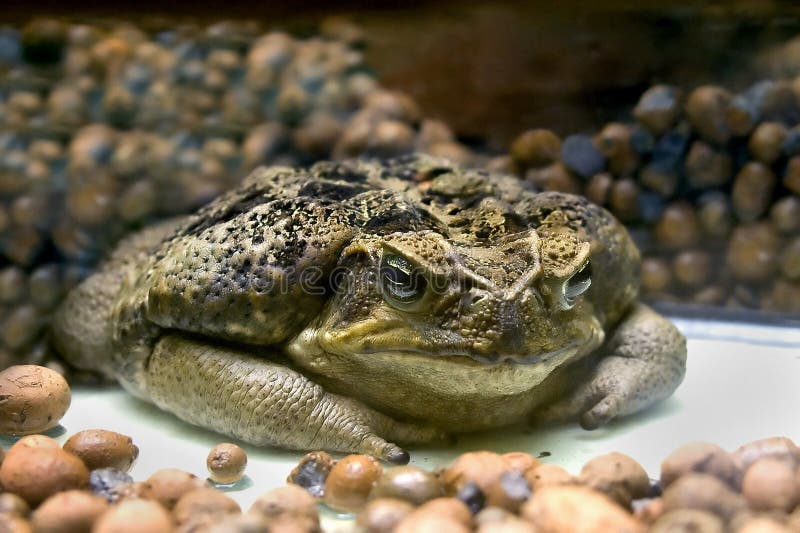 Southern Toad Profile stock photo. Image of toad, zoology - 6733008