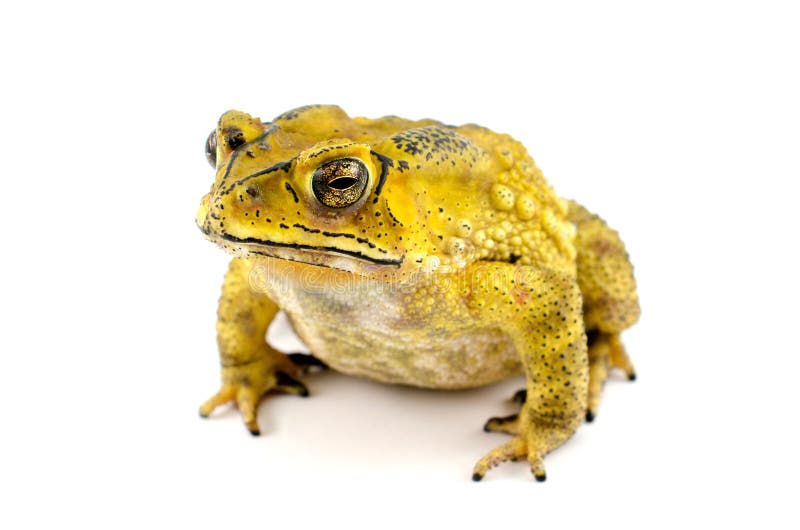 Marine Toad stock image. Image of shot, warty, leaf, green - 36378053