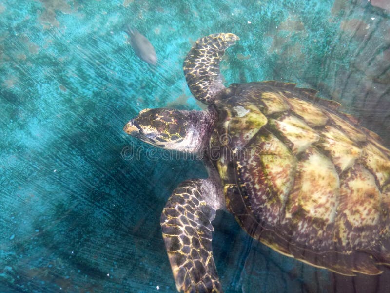 Marine tortoise stock photo. Image of tortoise, swimming - 139182338