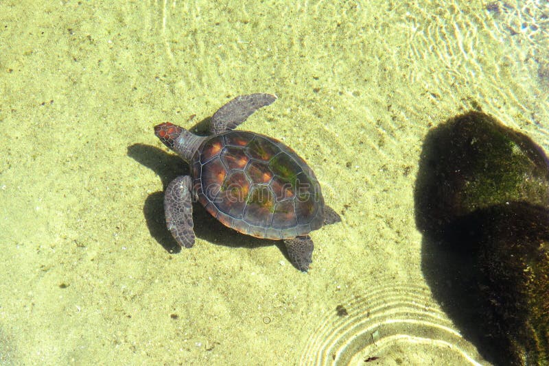 Marine Turtle in Pool Water Stock Image - Image of pond, design: 59194933