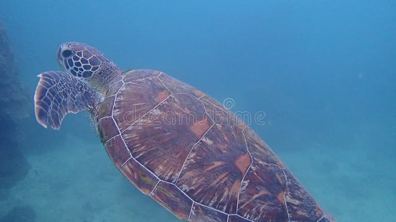 Marine Turtle Slowly Moving Under the Water Stock Video - Video of tiny ...