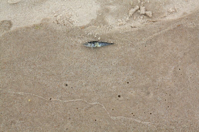 Dead Fish at the Baltic Sea Stock Image - Image of increasing, polska ...