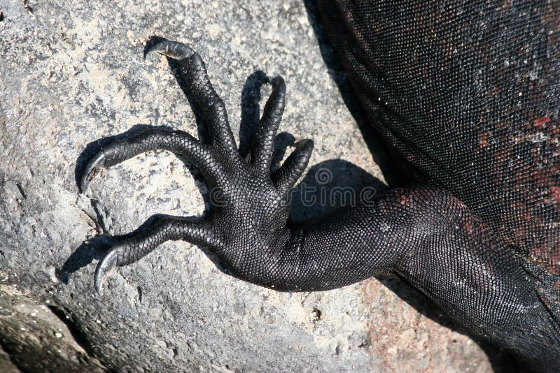 Marineleguan-Greifer, Galapagos Stockfoto - Bild von galapagos, park ...