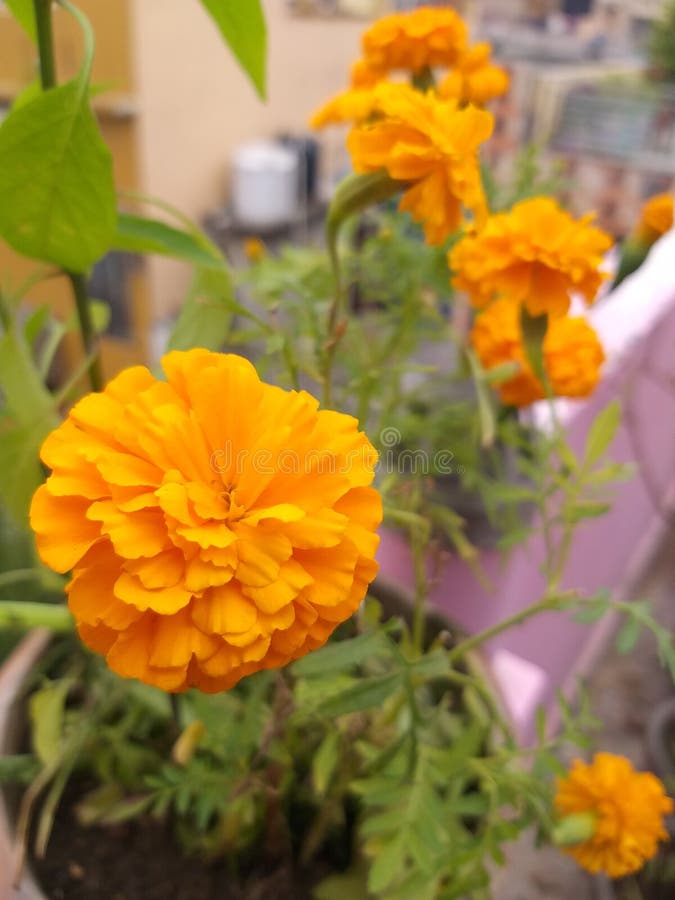 Marioro De Flores Beaitilladas Imagen de archivo - Imagen de flor ...