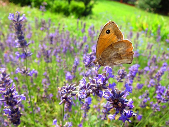Mariposa imagen de archivo. Imagen de primer, pierna - 20569983