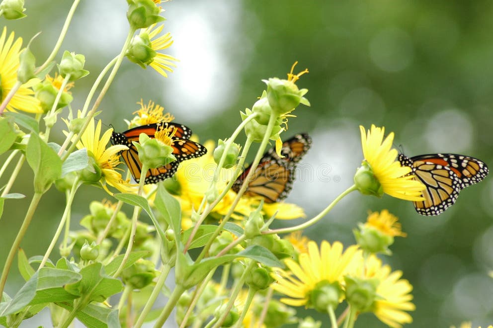 Mariposa 5 foto de archivo. Imagen de flores, florecimiento - 1300408