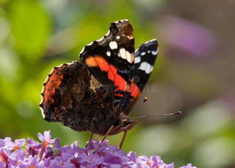 Mariposa - almirante rojo foto de archivo. Imagen de cubo - 10707832