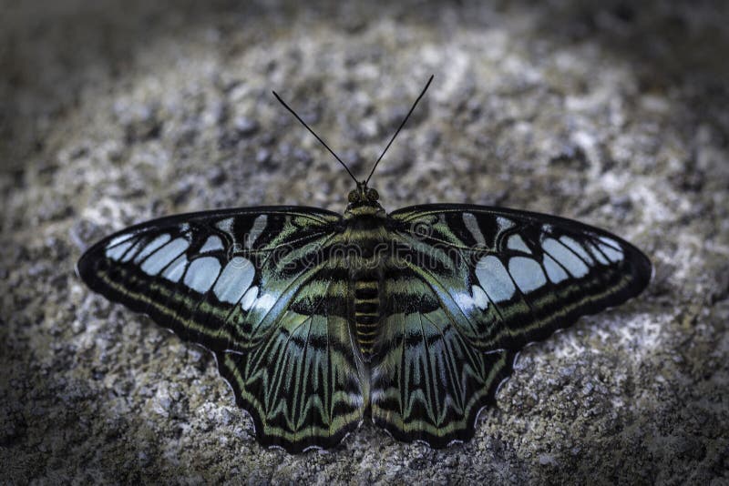 Ciclo De Vida Atado De La Mariposa Del Agamemnon De Jay Graphium Imagen ...