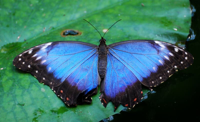 Mariposa azul imagen de archivo. Imagen de detalle, travieso - 2245055