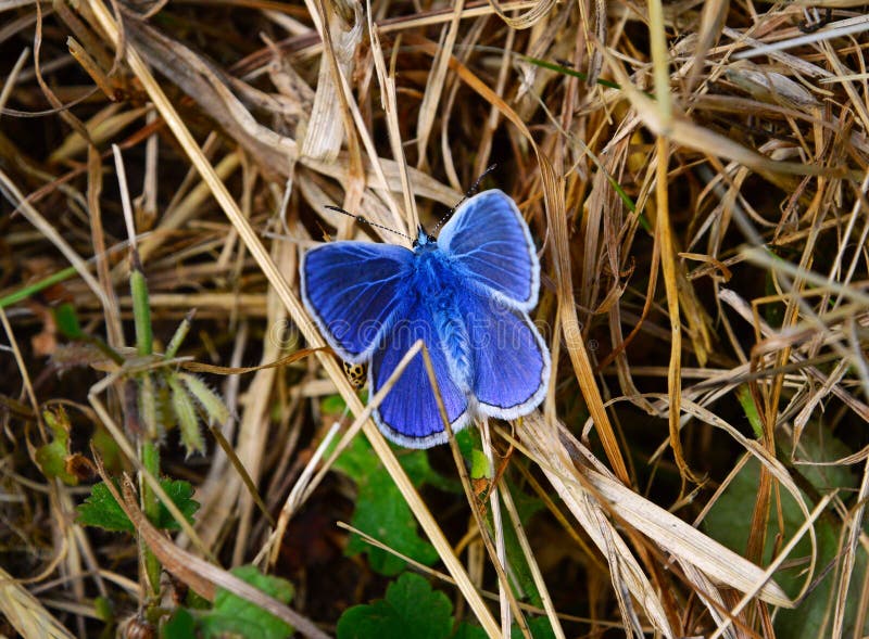 Mariposa Azul Común Fotos De Stock - Descarga 3,550 Fotos Libres de ...