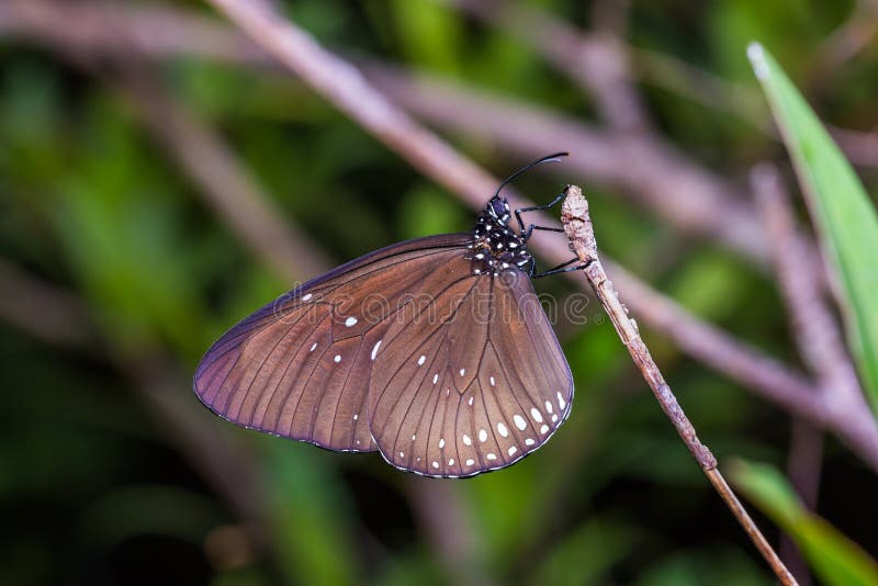 Mariposa azul de rey Crow foto de archivo. Imagen de mariposa - 53272172