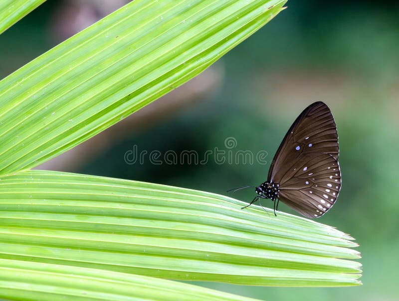 Mariposa azul de rey Crow foto de archivo. Imagen de mariposa - 53272172