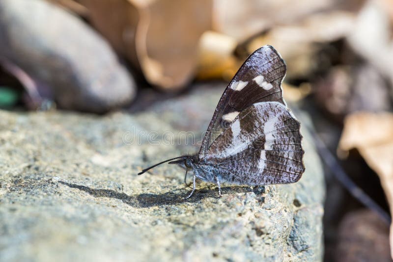 Mariposa Blanco-manchada Del Pico Imagen de archivo - Imagen de animal ...