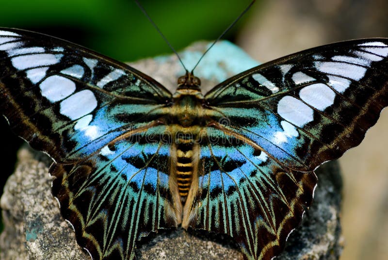 Mariposa Colorida Imagen. Imagen: 1369278