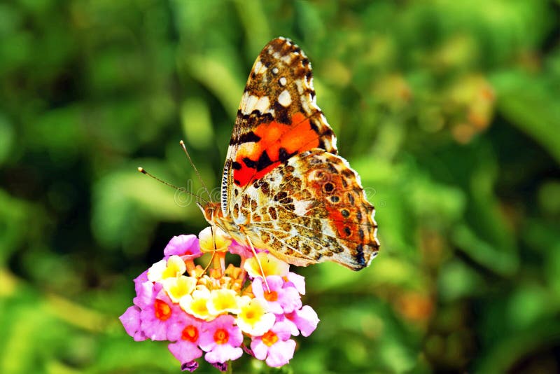 Mariposa Colorida En La Selva Tropical Del Amazonas, Manaos, El Brasil ...