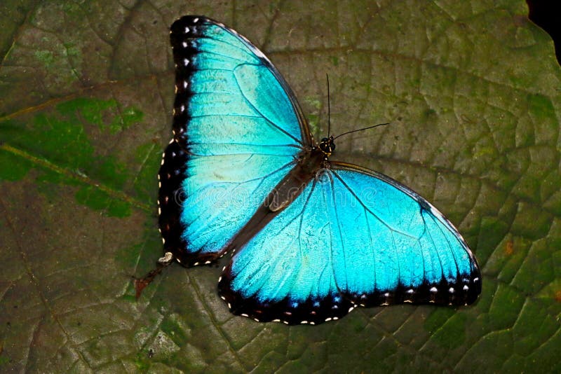 Mariposa Común De Morpho De Los Peleides De Morpho Imagen de archivo ...
